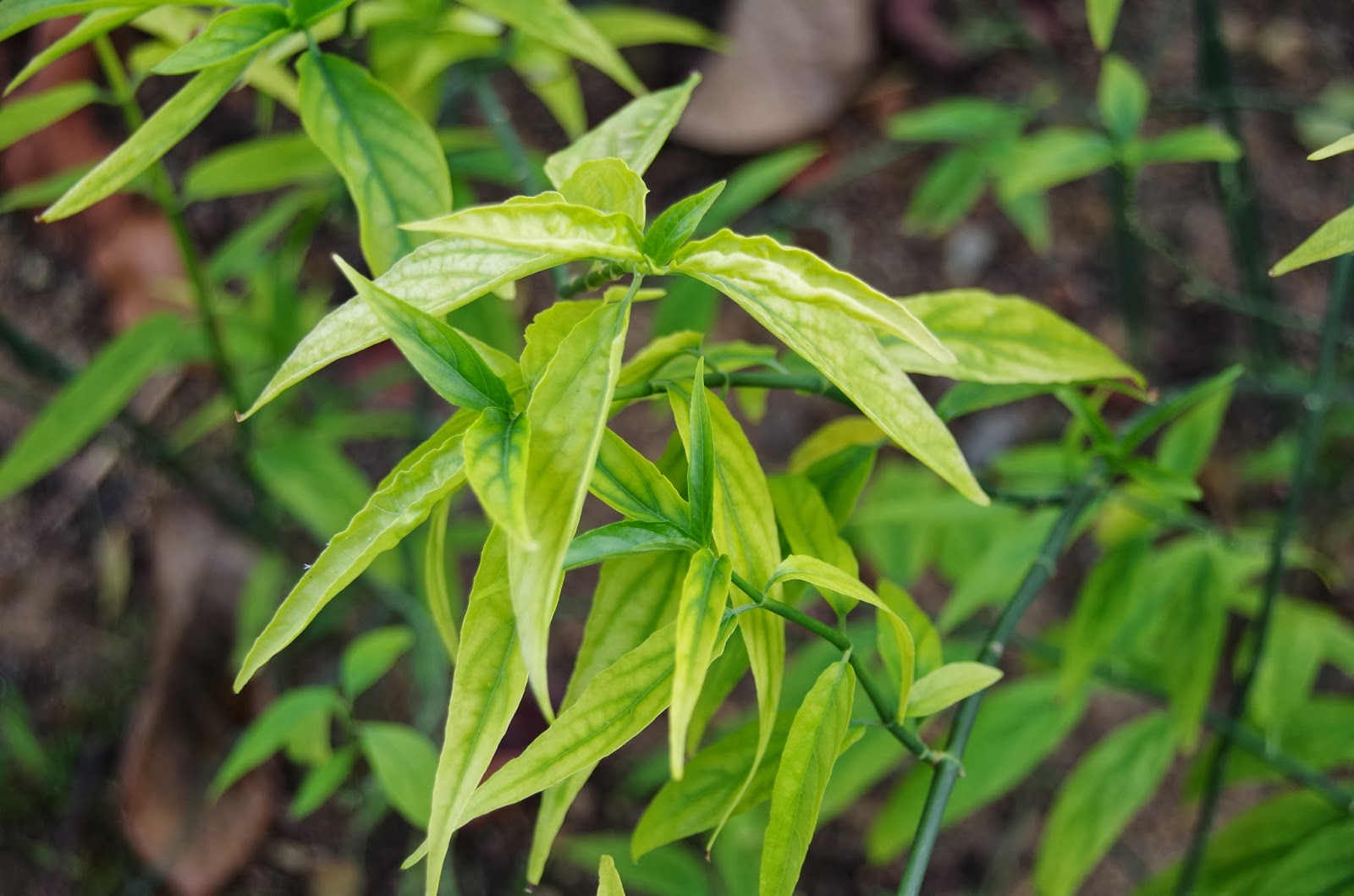 Trees and Plants: Sabah Snake Grass