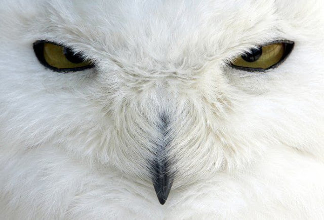 15 Beautiful White Animals [special photos] - Mind Science