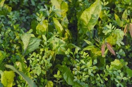 Whitetail Institute: Alfa-Rack Plus "Research = Results" in Action