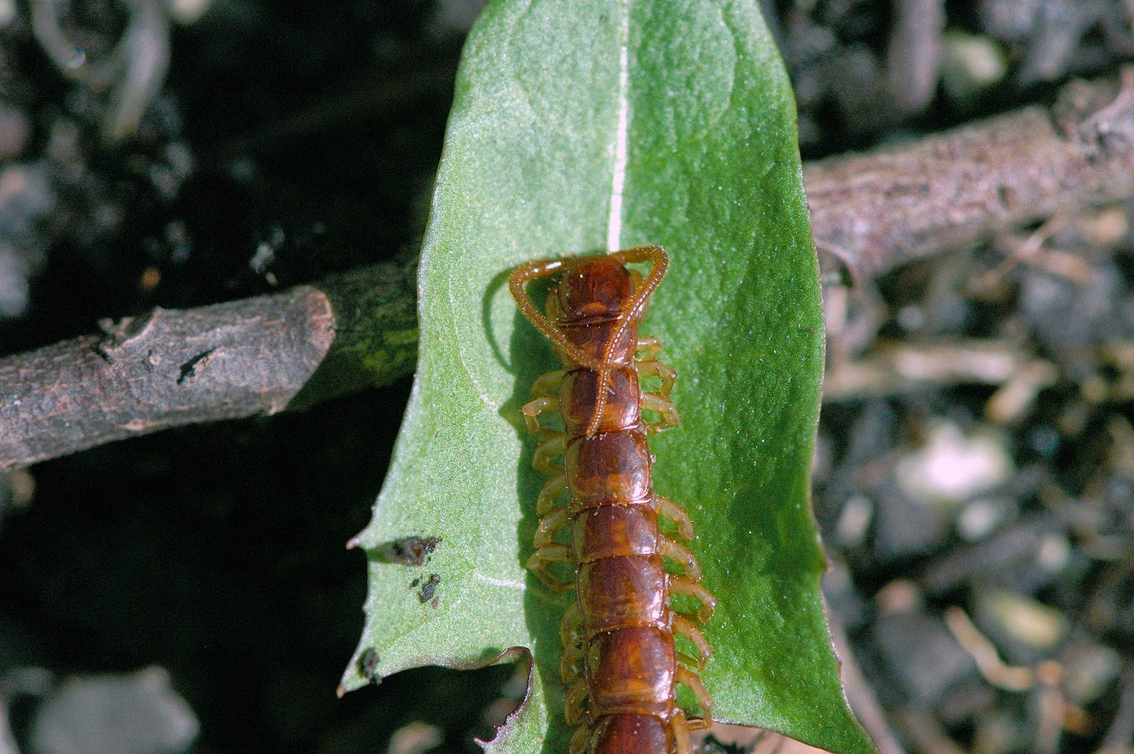 Field Biology in Southeastern Ohio: Springtime, I can DIG it.