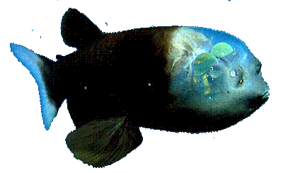 Aquatilium: Macropinna microstoma