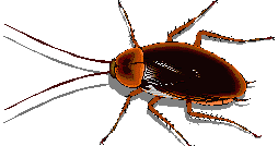 Sítio Casarão: MORDIDAS DE BARATAS: CONSEQUÊNCIAS!!