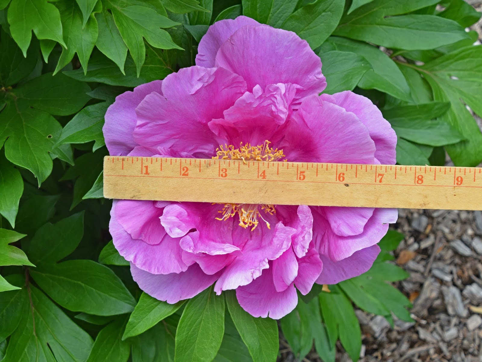Southern Peony: 2020 Giant Bloom on Intersectional Peony 'Gordon E ...