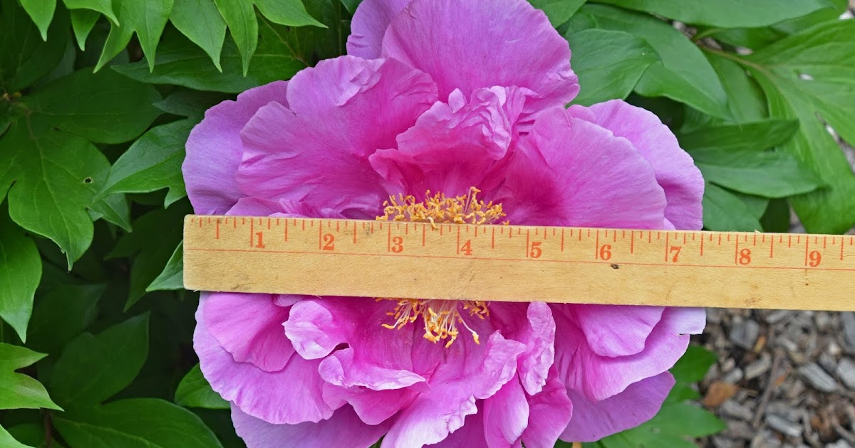 Southern Peony: 2020 Giant Bloom on Intersectional Peony 'Gordon E ...