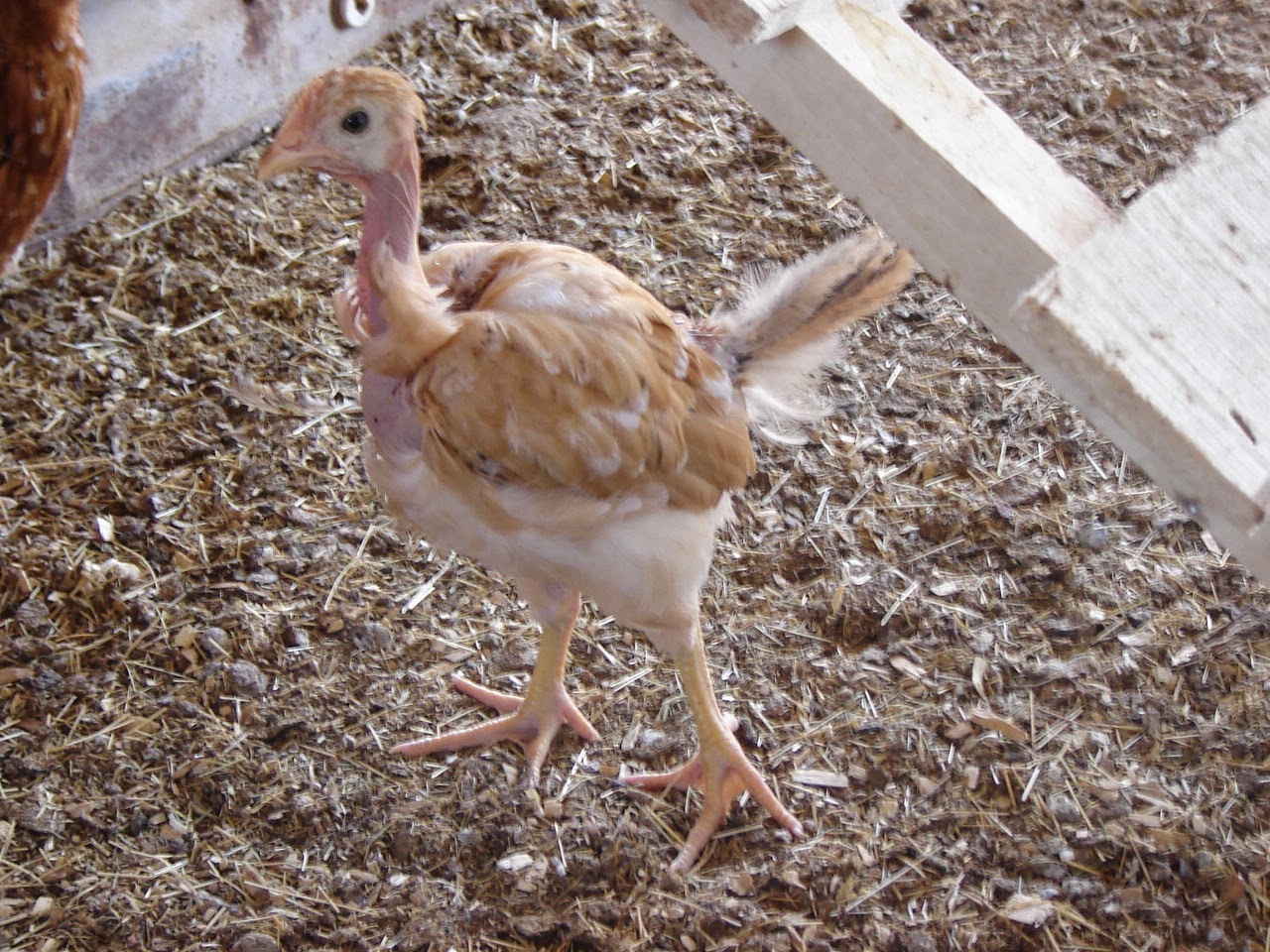 Aloha Chickens: Turken Alohas!