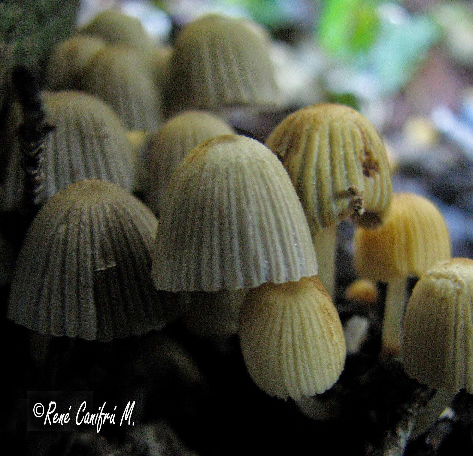 Hongos: Coprinus disseminatus