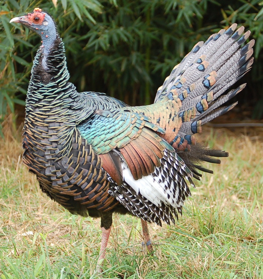 Jenis Ayam Kalkun - Exotic Farms & Nursery