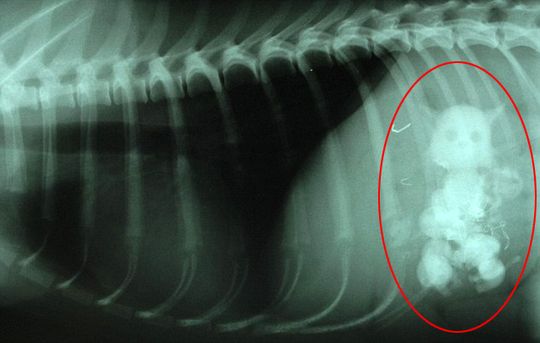 Art-Sci: Gulp! Swallowed Objects Revealed by X Rays