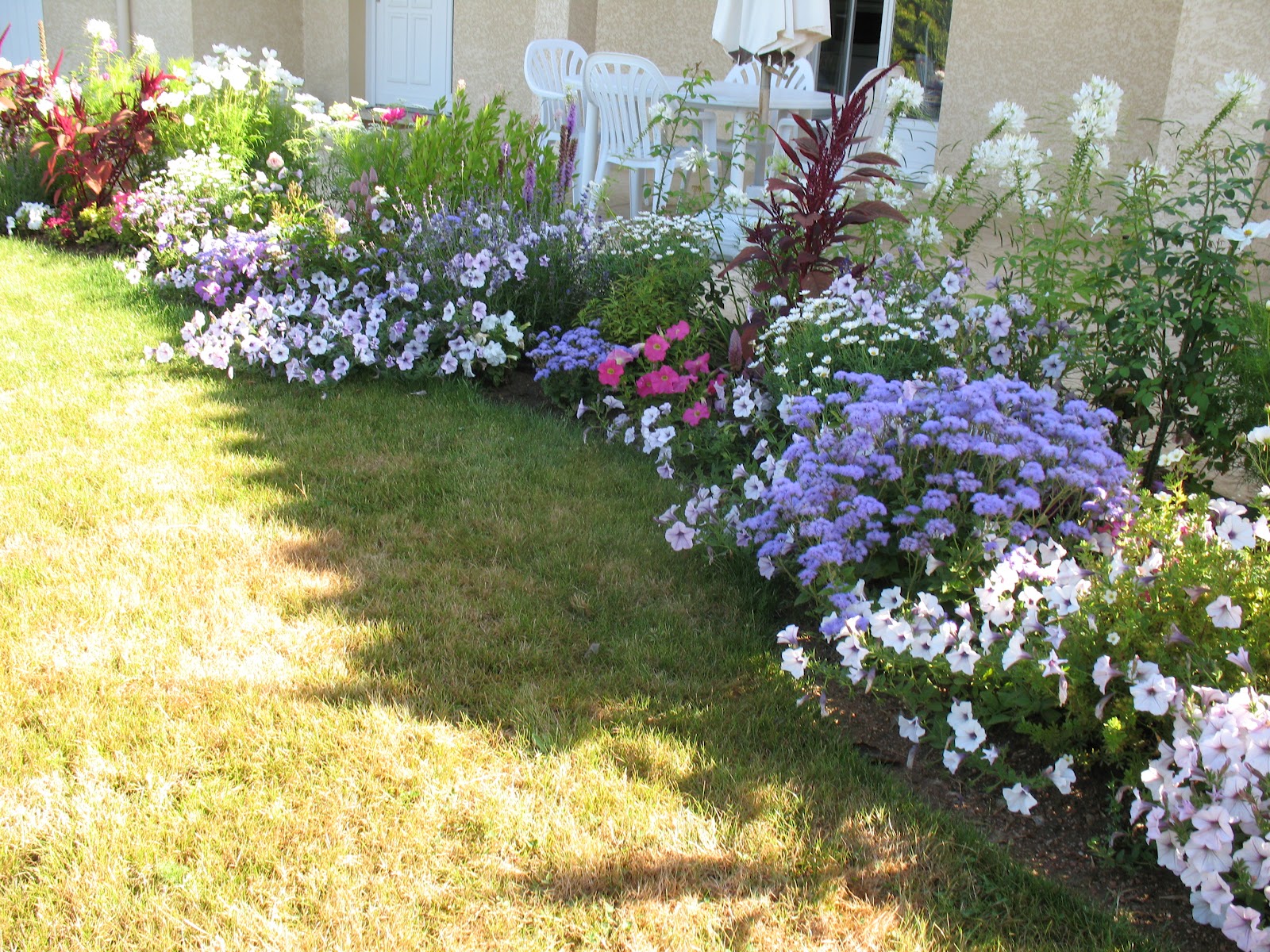 Roses du jardin Chêneland: Création d'une plate bande