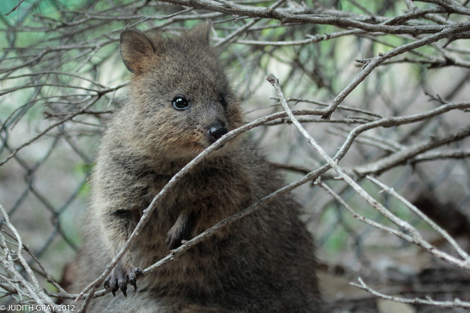 What's the chance of seeing a Quokka on Rottnest Island?