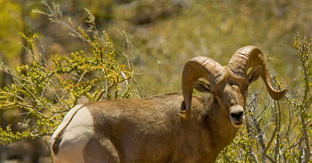 ESPECIE CARISMATICAS DE BAJA CALIFORNIA: BORREGO CIMARRON