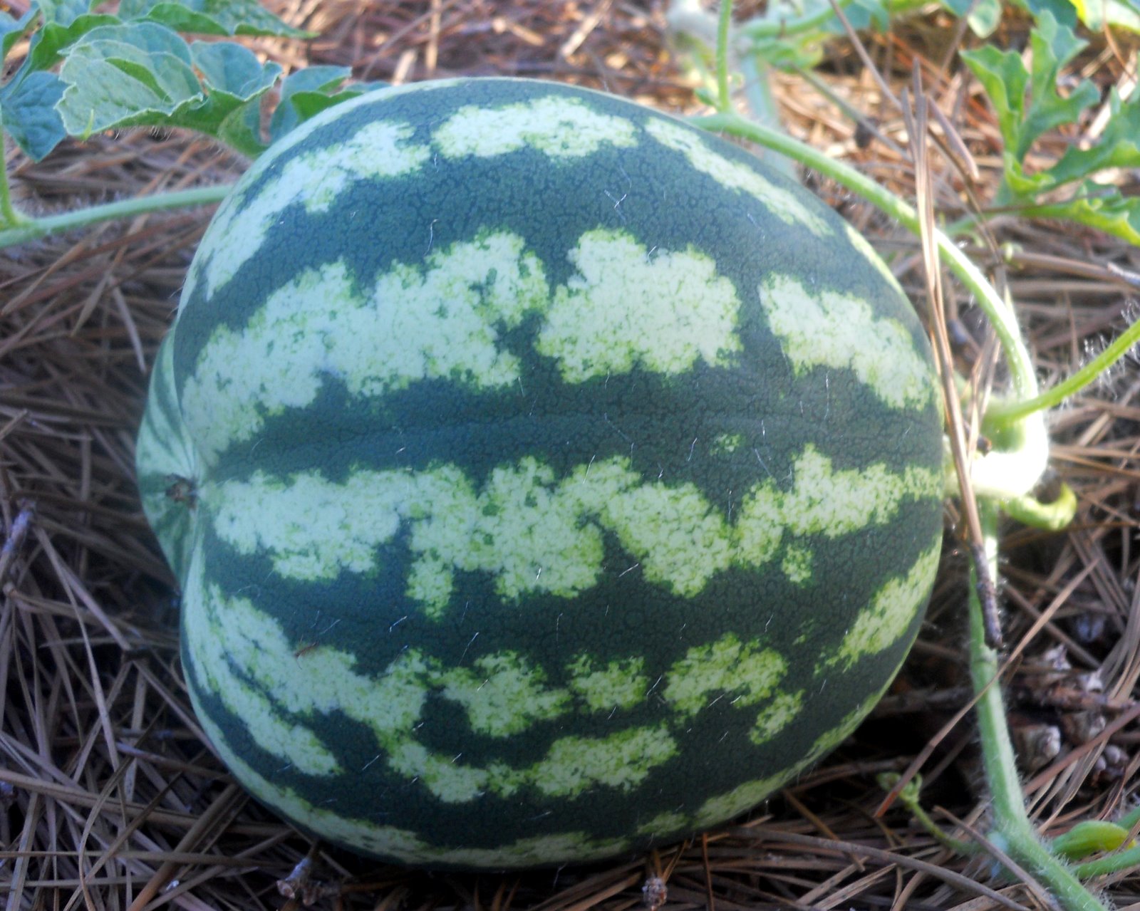 Georgia Home Garden: Watermelon Update