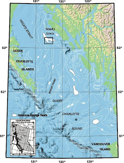 The Invertebrate: What are Sponges? What are Glass Sponges ...