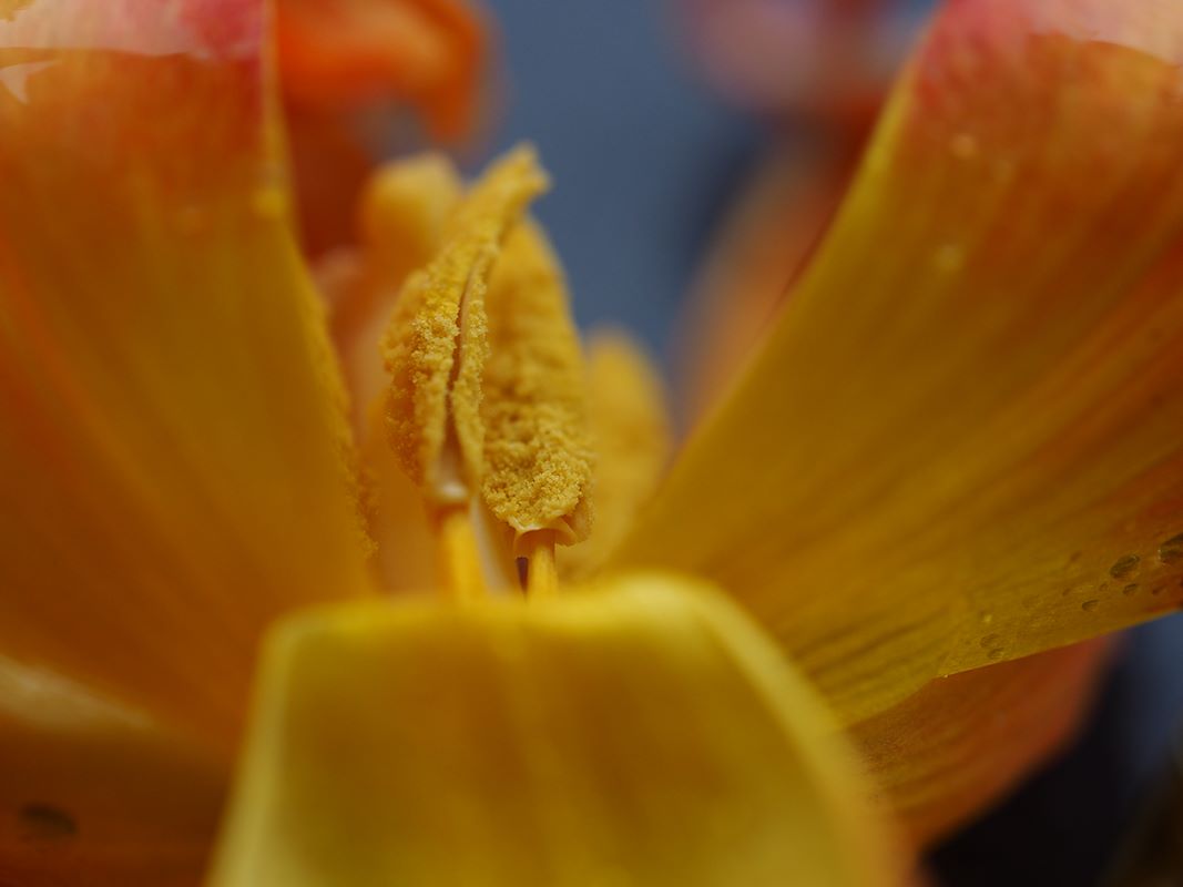 Picofnat: Michael`s Naturfotoblog: Olympus ::: Focus Stacking in der OM-D