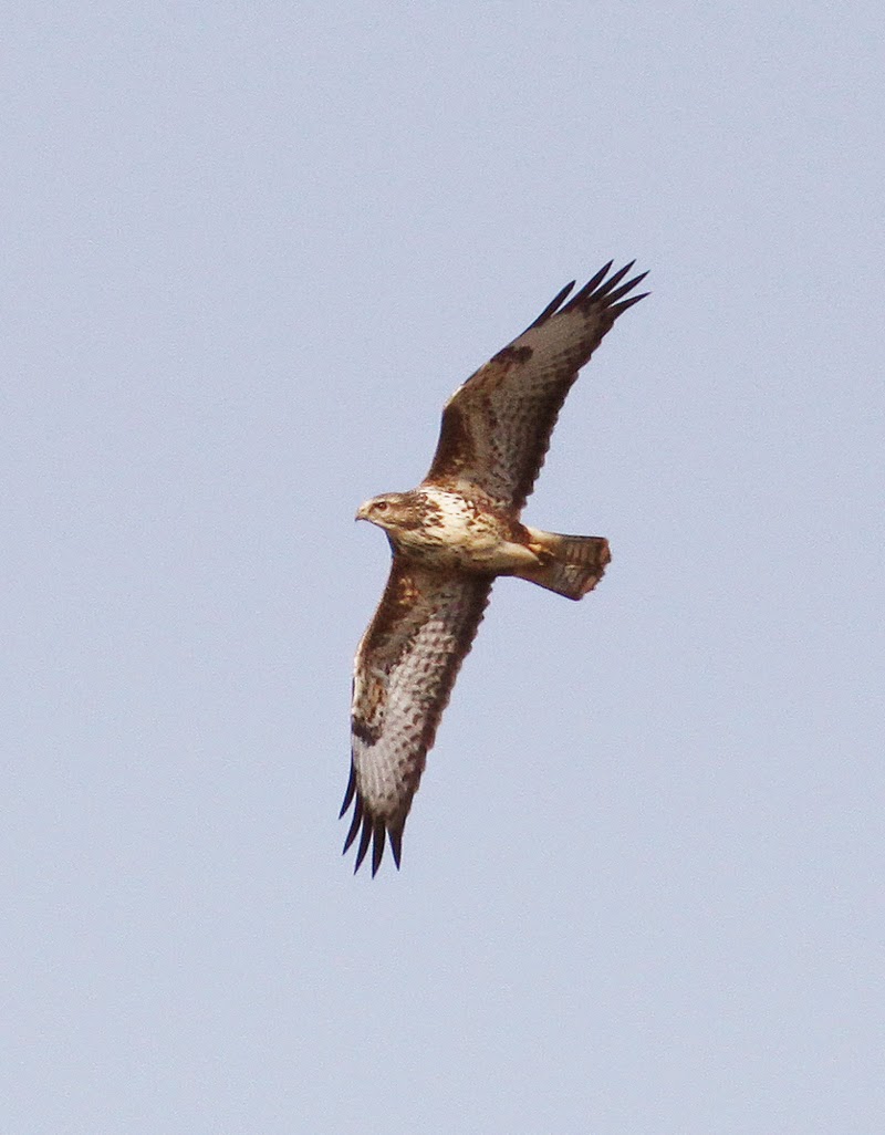 Another Bird Blog: It’s A Fluke