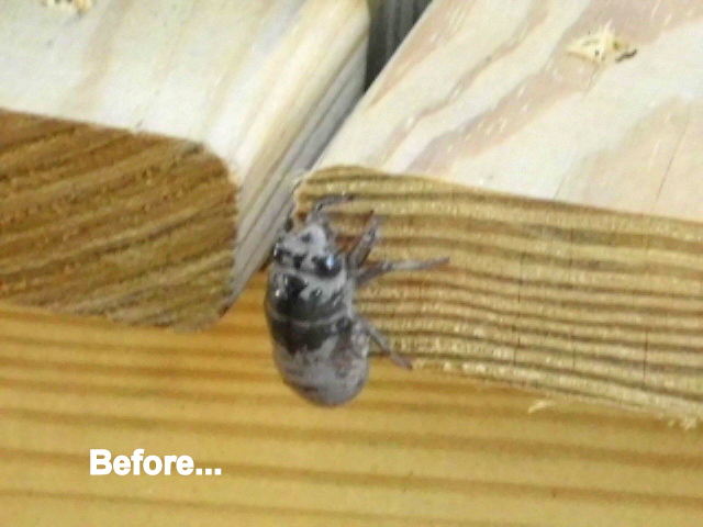 Kerrie's Home Journal