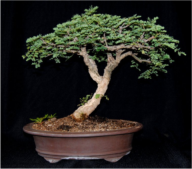 LENNARD'S BONSAI BEGINNINGS.: Acacia burkei/Black Monkey Thorn progression.