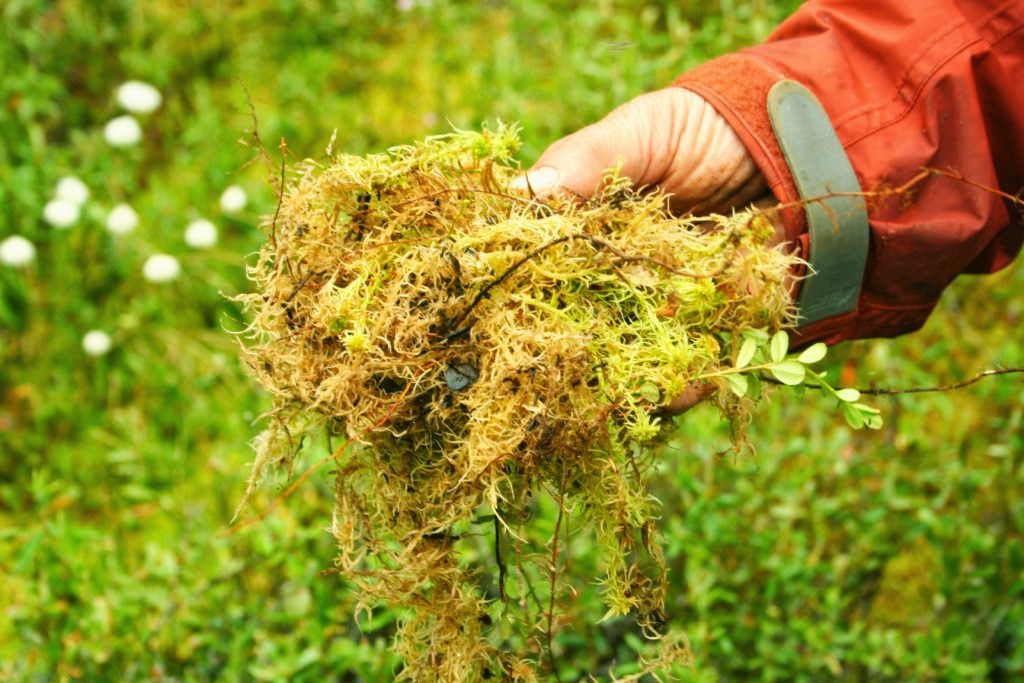 PLAAN : Musgo Blanco - Sphagnum moss