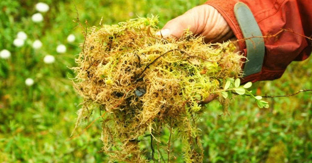 PLAAN : Musgo Blanco - Sphagnum moss