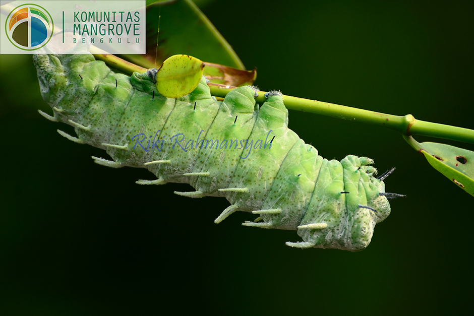 Ulat Keket Pemakan Daun Rhizophora apiculata