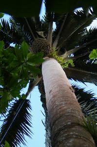 To enjoy the Florida Palm Trees, remember the Simpsons: Florida Palm Trees