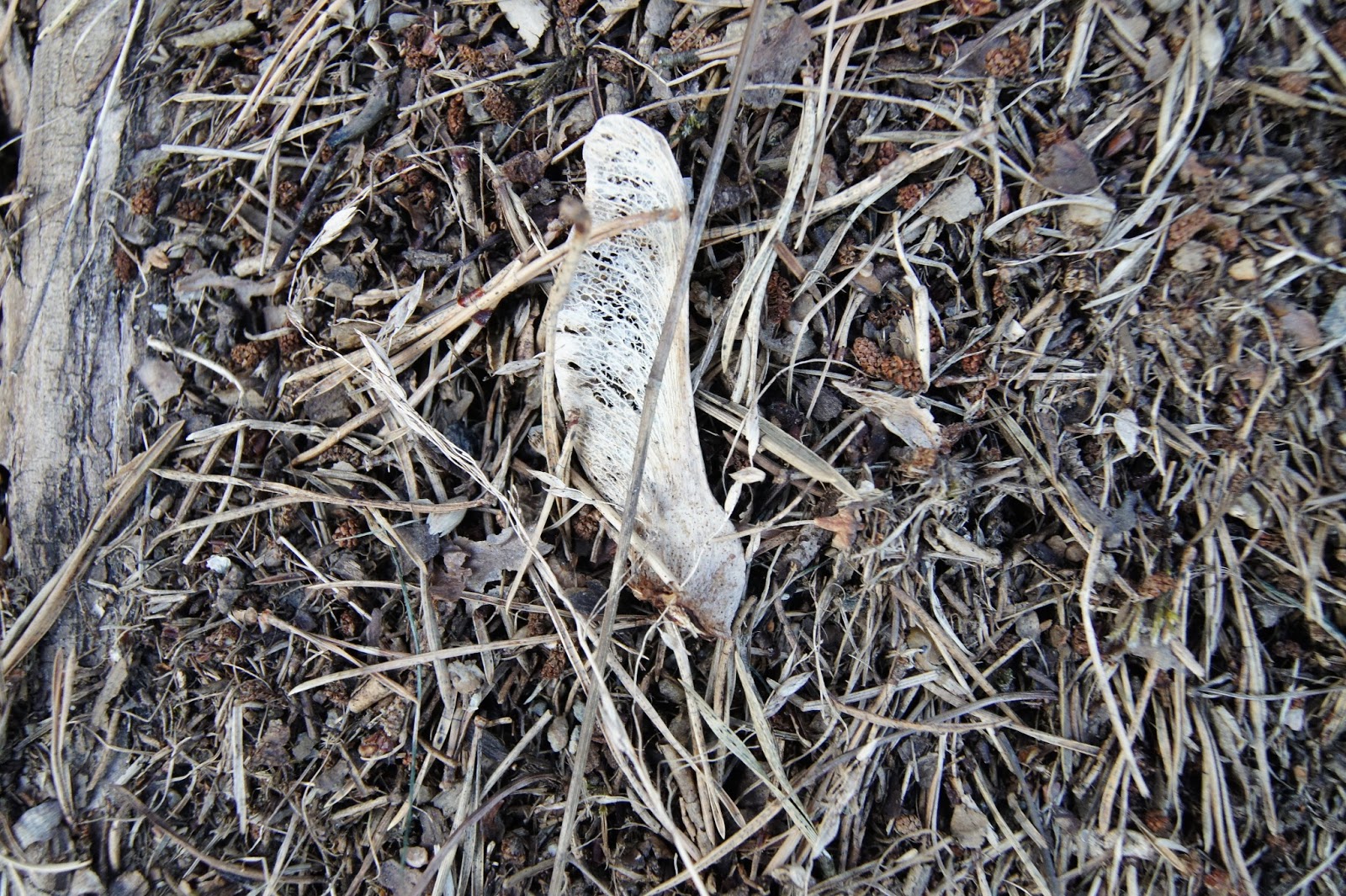 Metsät: kasvillisuus ja sienet