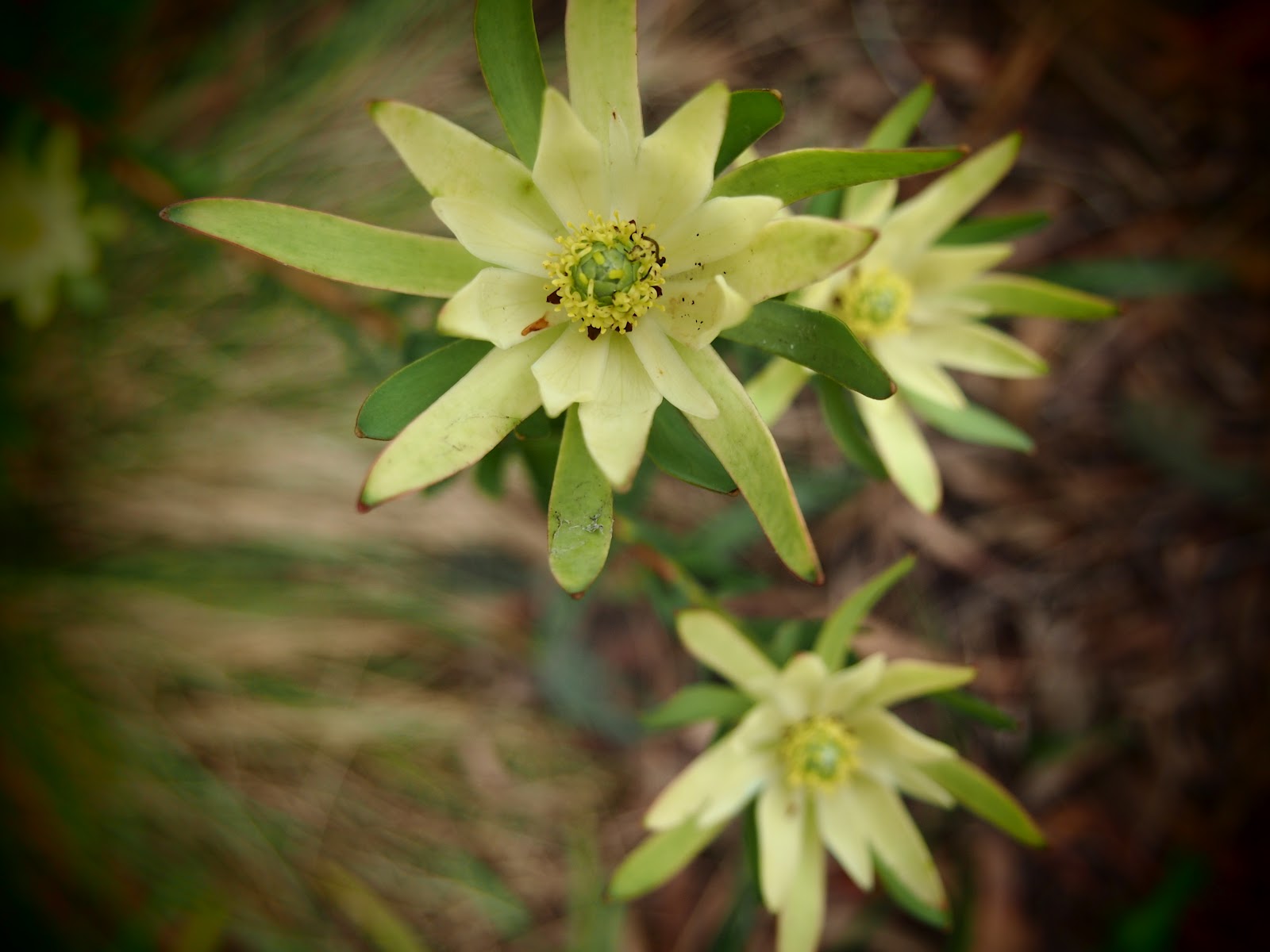 ouch flower: August 2012