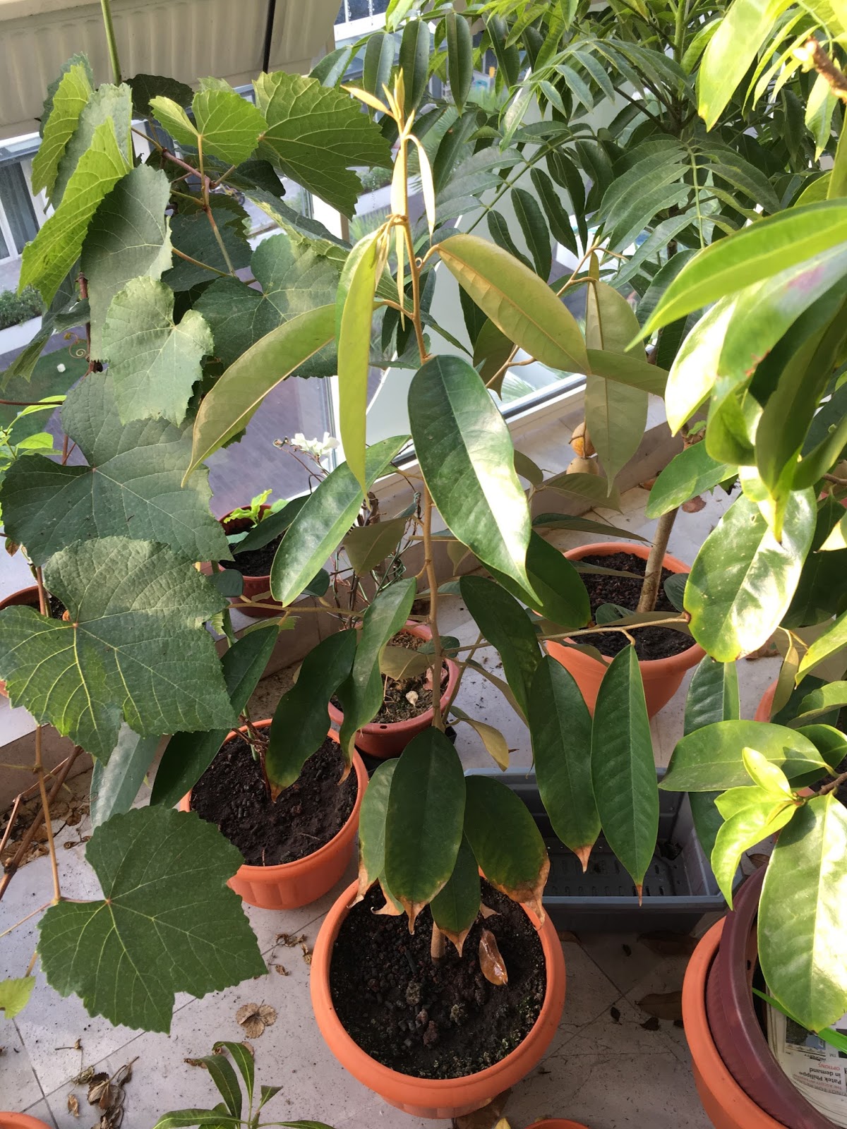 SG My Life Is Good: 2017