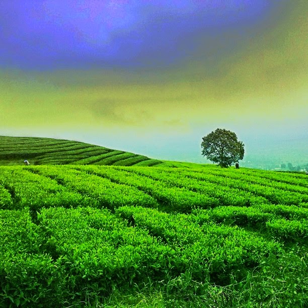 Definisi Perkebunan | Aneka Tanaman Perkebunan