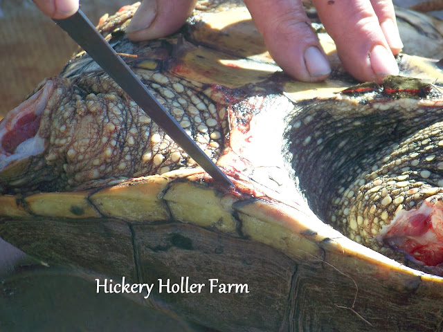 Hickery Holler Farm: Skinning A Turtle