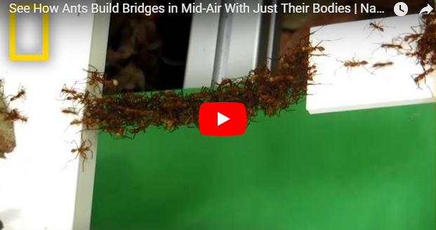 MFS VIRAL VIDS-2: See How Ants Build Bridges in Mid-Air With Just Their ...
