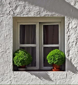 BlogDosForninhenses: Manjerico - a planta dos Santos Populares