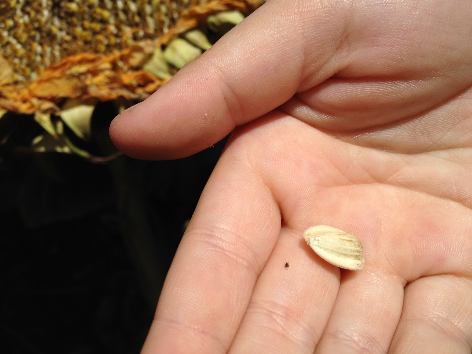Sunflower Seed Math: Adding - Apples & ABC's
