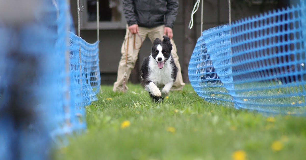 JDDCスタッフブログⅡ: 6月12日 2016年度 JDDC第1回大会