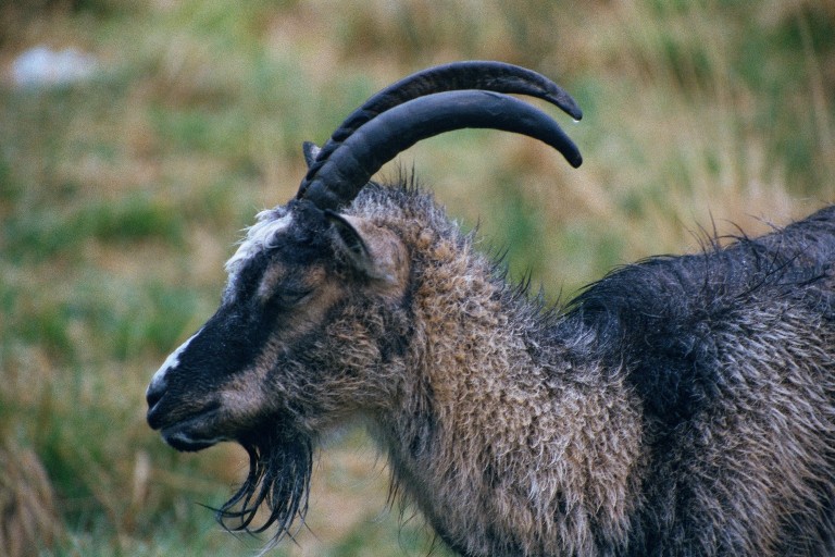 bensozia: The Neolithic Goats of the British Highlands