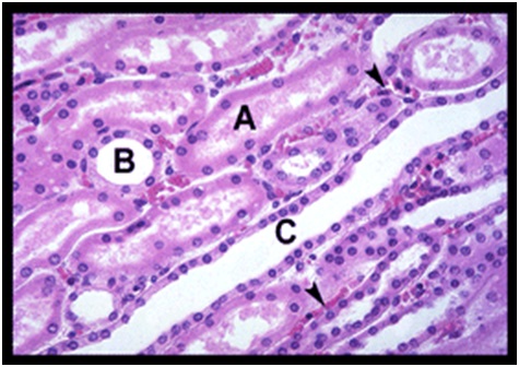 Medical Stuff: Histologi Sistem Kemih