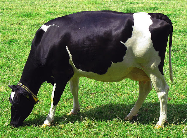 Cow - Animals All Over The World