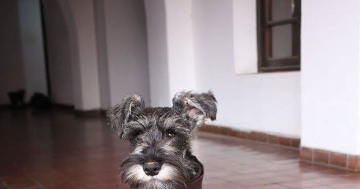 Rocío Nocturno: Fray Bigotón , un perro muy especial