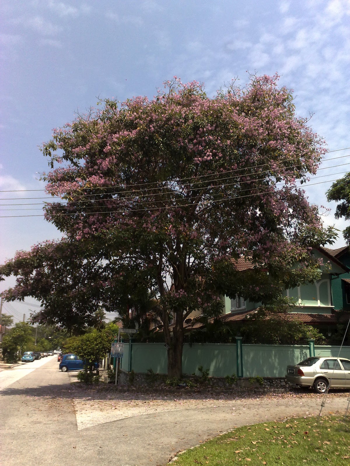 Francis' Junction: The White and Pink Blossoms of Tabebuia pentaphylla