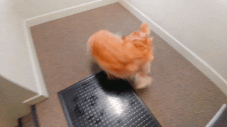 Compulsive Behaviour in Dogs