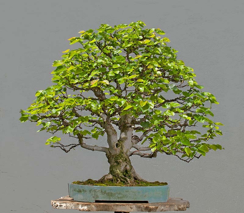 Walter Pall Bonsai Adventures: Linden #3