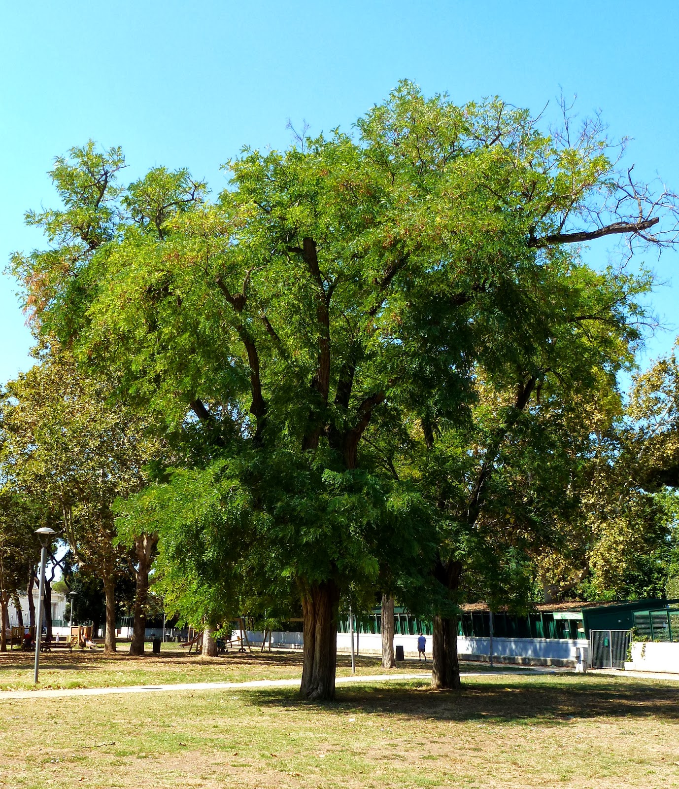 Árboles con alma: Robinia. Falsa Acacia. (Robinia pseudoacacia)