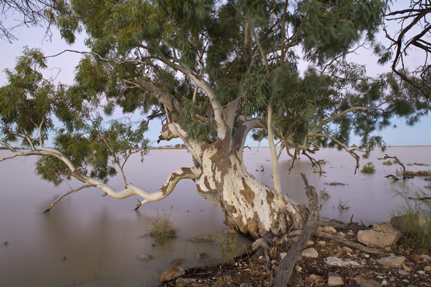 White Wolf : Top 10 Aboriginal bush medicines: A fusion of ritual and ...