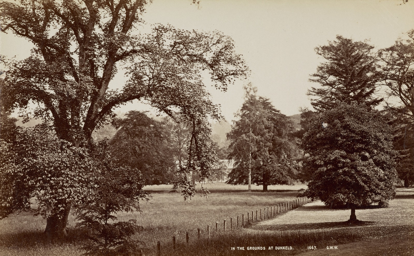 Spencer Alley: Stupendous Trees Alive in the Nineteenth Century