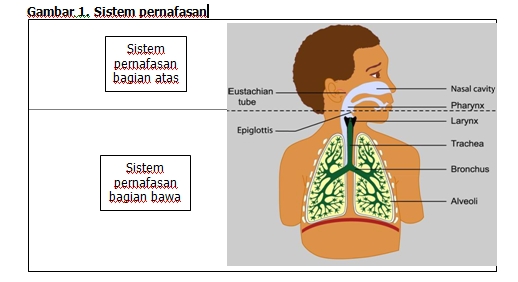 Epidemiologi Penyakit Menular: INFEKSI SALURAN PERNAFASAN AKUT (ISPA)