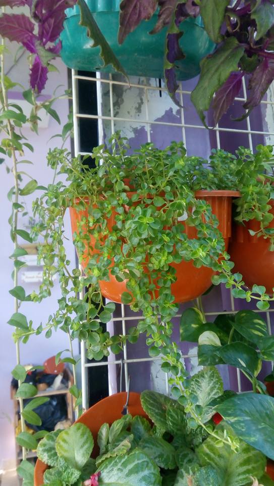 Rumah Bunga Neisha: RUMAH BUNGA NEISHA - Green Fall, Bunga Gantung ...