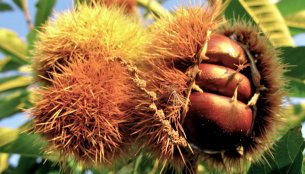 PLANTATIA DE CASTANI: PRETURI PENTRU PLANTE DE CASTAN