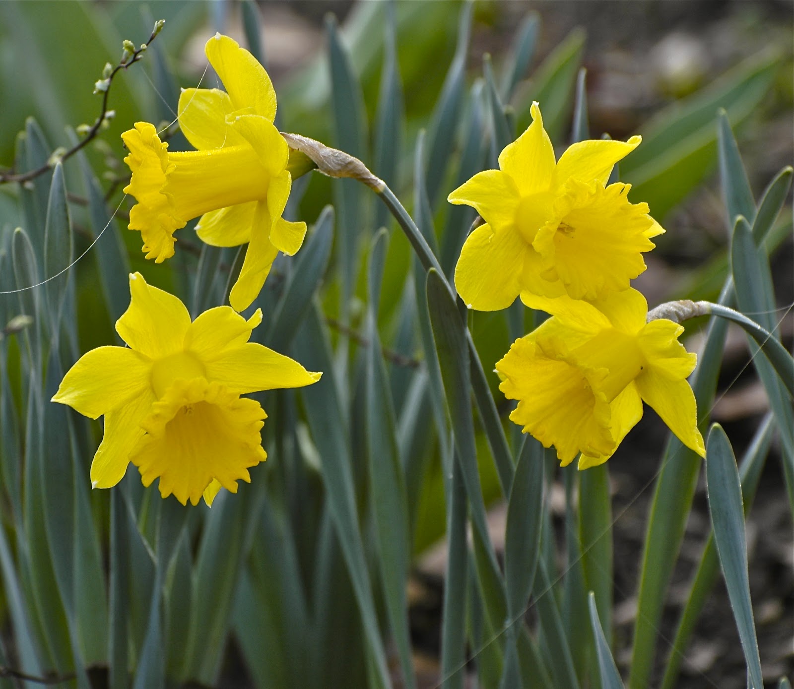 Riverdaze…: DELIGHTFUL DAFFODILS