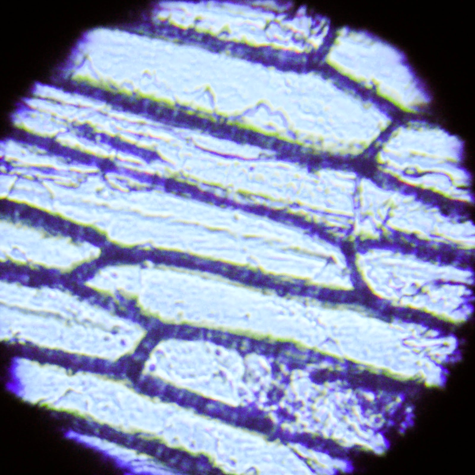 la breda in rete: 1A - Cellule vegetali al microscopio