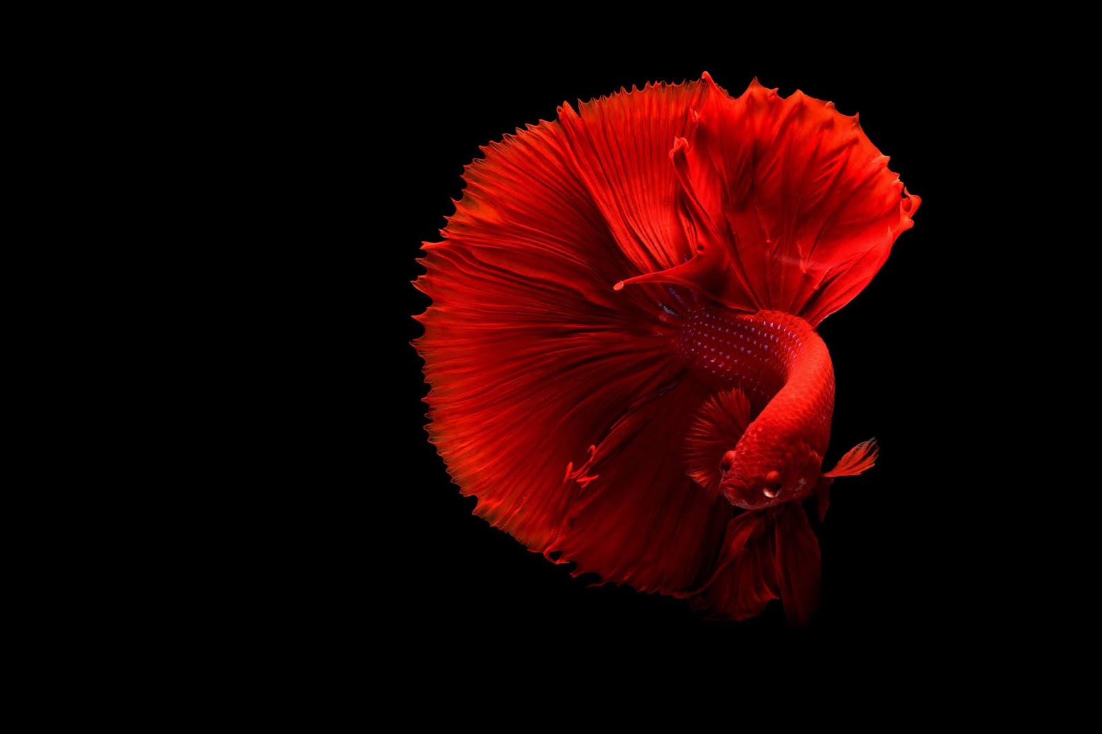 Betta splendens (Peixe Betta): Betta splendens (Peixe Betta)